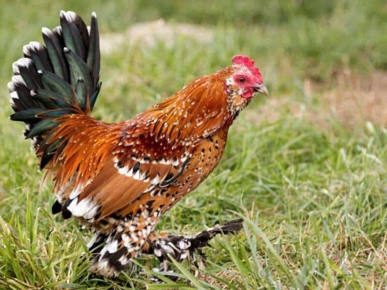 10 Chicken Breeds with Feathered Feet for Your Flock