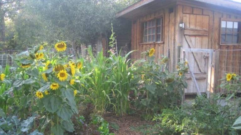 How to Create Your Own Homestead