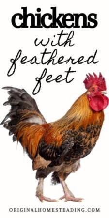 10 Chicken Breeds with Feathered Feet for Your Flock