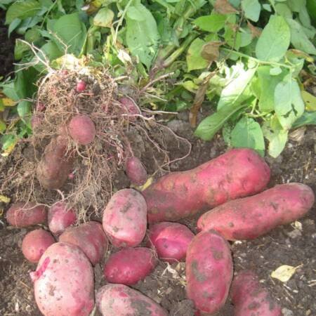 How to Grow Potatoes in Your Home Garden