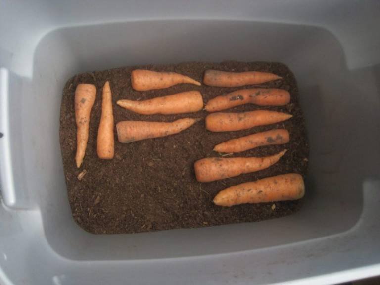 Store Your Carrots in Peat Moss, Sand or Sawdust