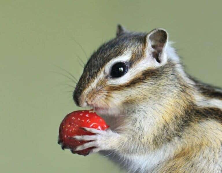 Keep Chipmunks Away with Coffee Grounds and More