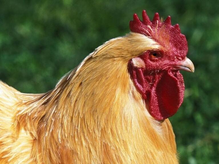 Buff Orpington Chicken Care Guide for Beginners