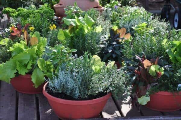Growing a Victory Garden at Home in Containers & Pots