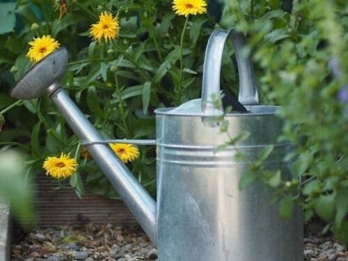 How to Make Compost Tea at Home | Simple Recipe