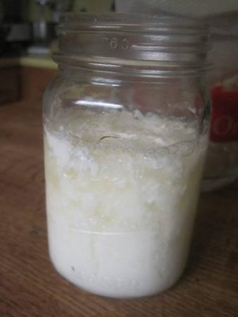 Learn to Make Homemade Milk Kefir | A Probiotic Rich Drink | Original ...