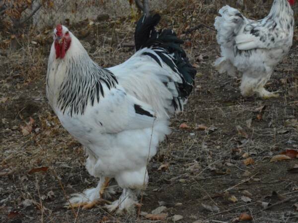 10 Chicken Breeds with Feathered Feet for Your Flock
