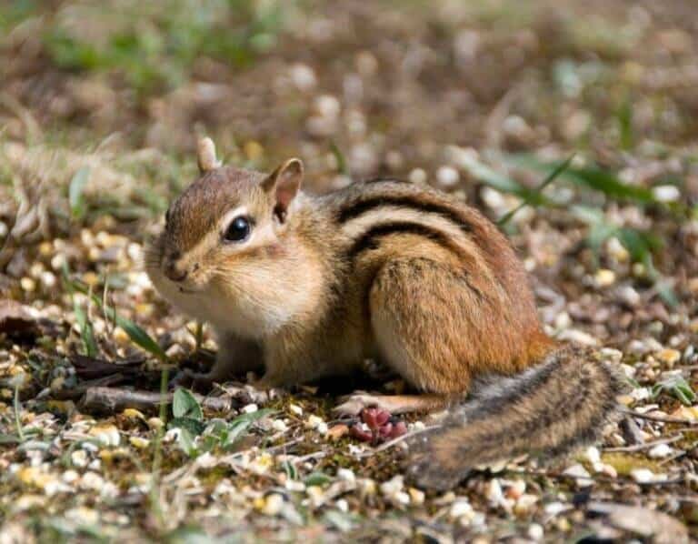 How to Keep Chipmunks Away with Natural Coffee Grounds
