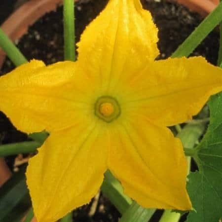 POLLINATION of ZUCCHINI PLANTS in GREENHOUSE SETTING