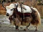 Yak Meat: Delicious Healthy Alternative