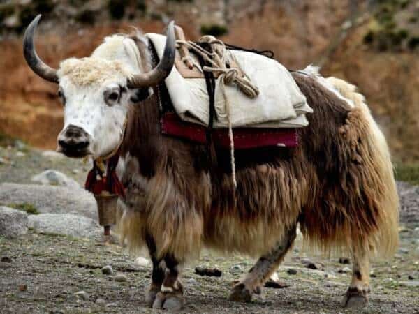 Yak Meat: Delicious Healthy Alternative