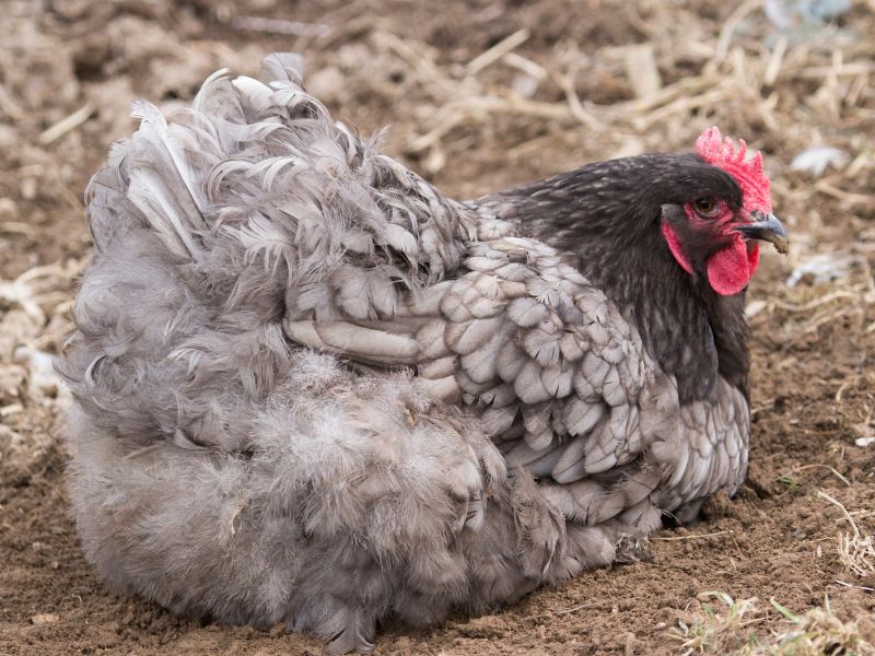 Sapphire Gem Chickens: Need-to-Know Information