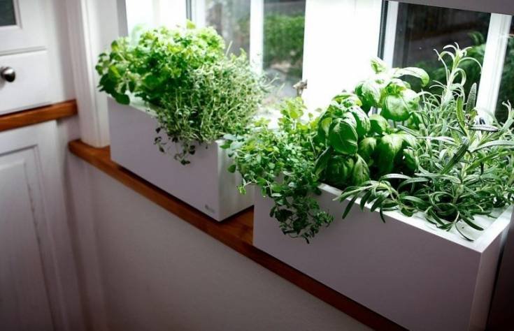 Greens to Grow Indoors on a Sunny Windowsill