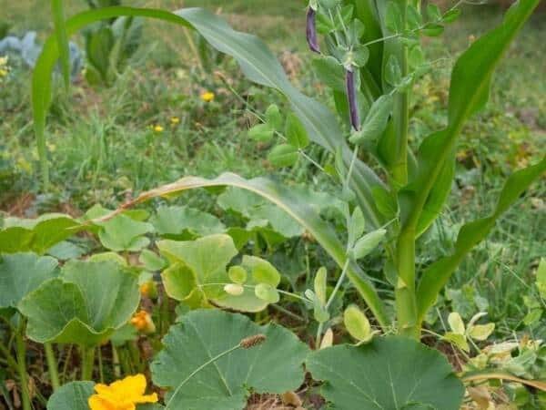 Three Sisters Companion Planting Guide