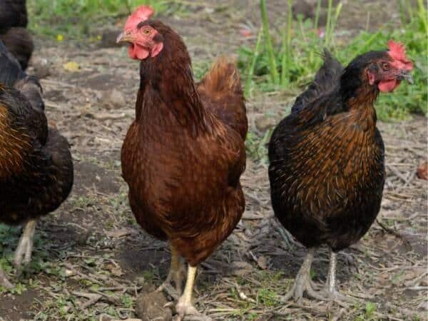 Raising Rhode Island Red Chickens: dual-purpose breed