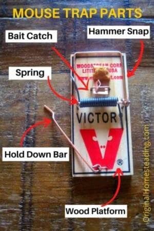 How to Set a Mouse Trap for Simple & Easy Success