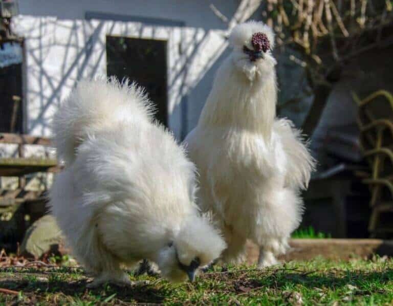 10 Chicken Breeds with Feathered Feet for Your Flock