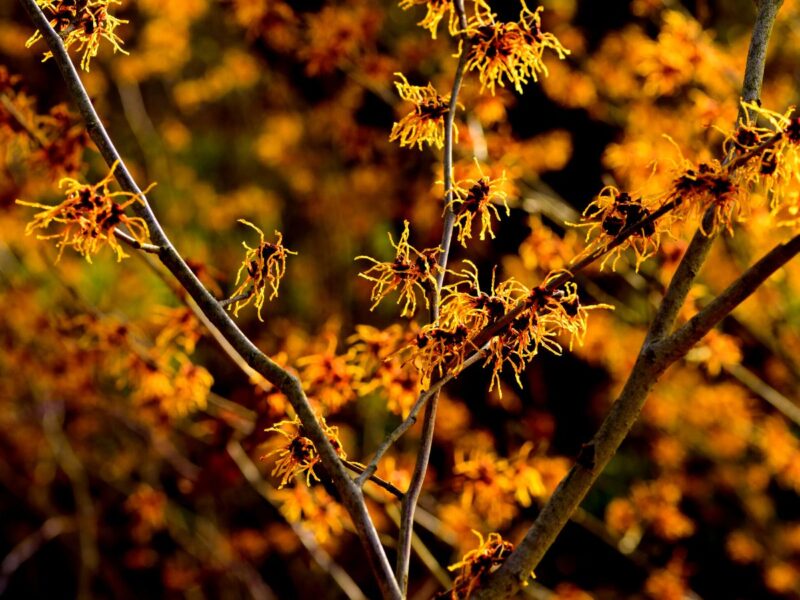 Exploring the Many Uses of Witch Hazel